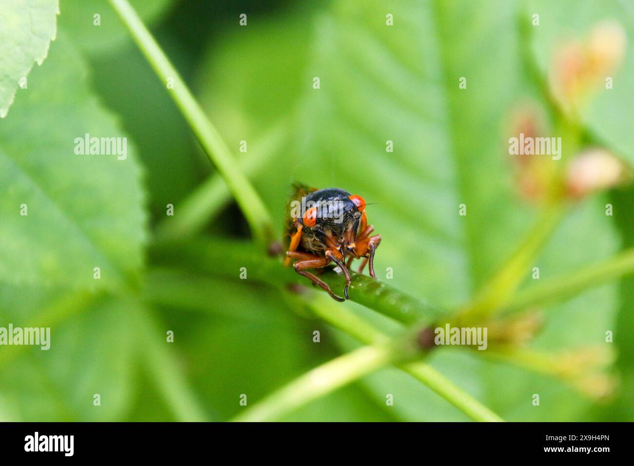 The 17-year cicada Brood XIII emerges in the Dunning-Read Conservation ...