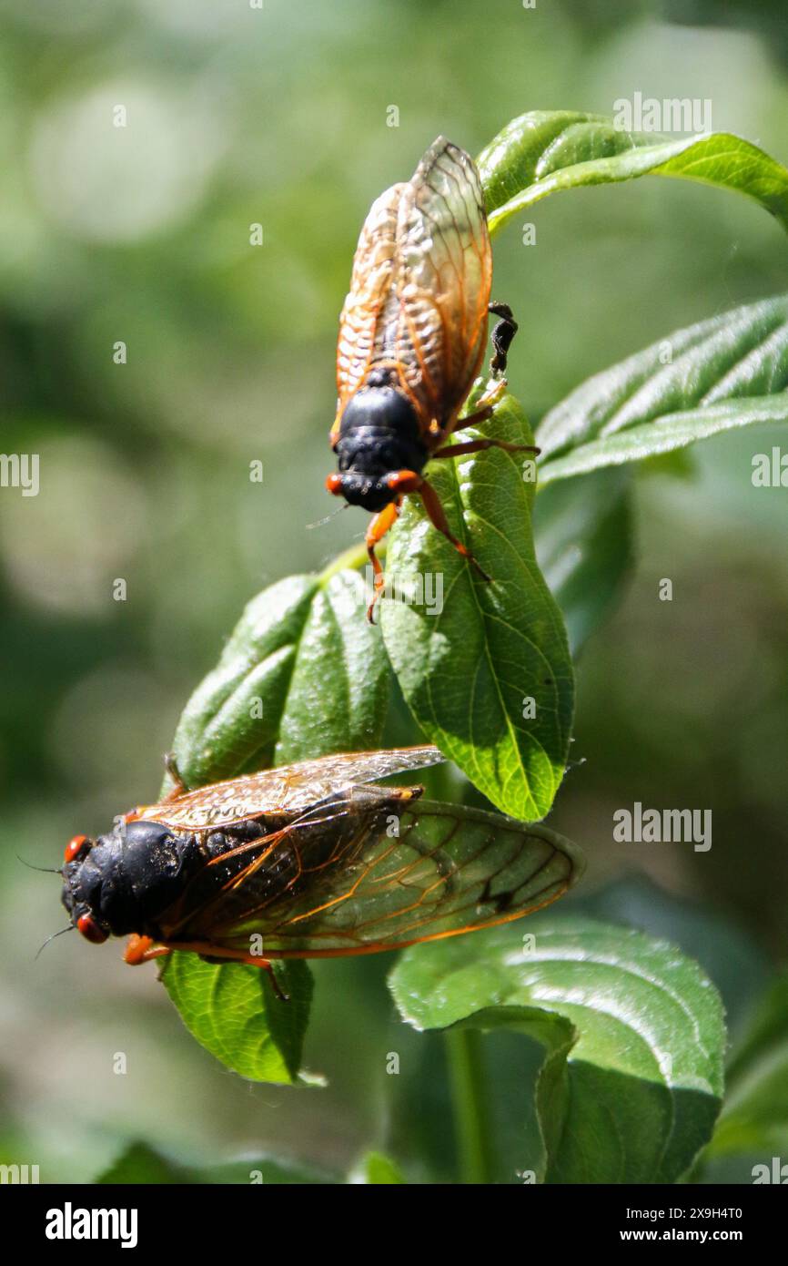 The 17-year cicada Brood XIII emerges in the Dunning-Read Conservation ...
