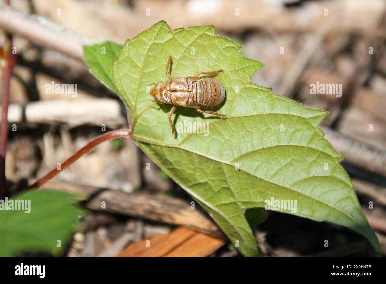 The 17-year cicada Brood XIII emerges in the Dunning-Read Conservation ...