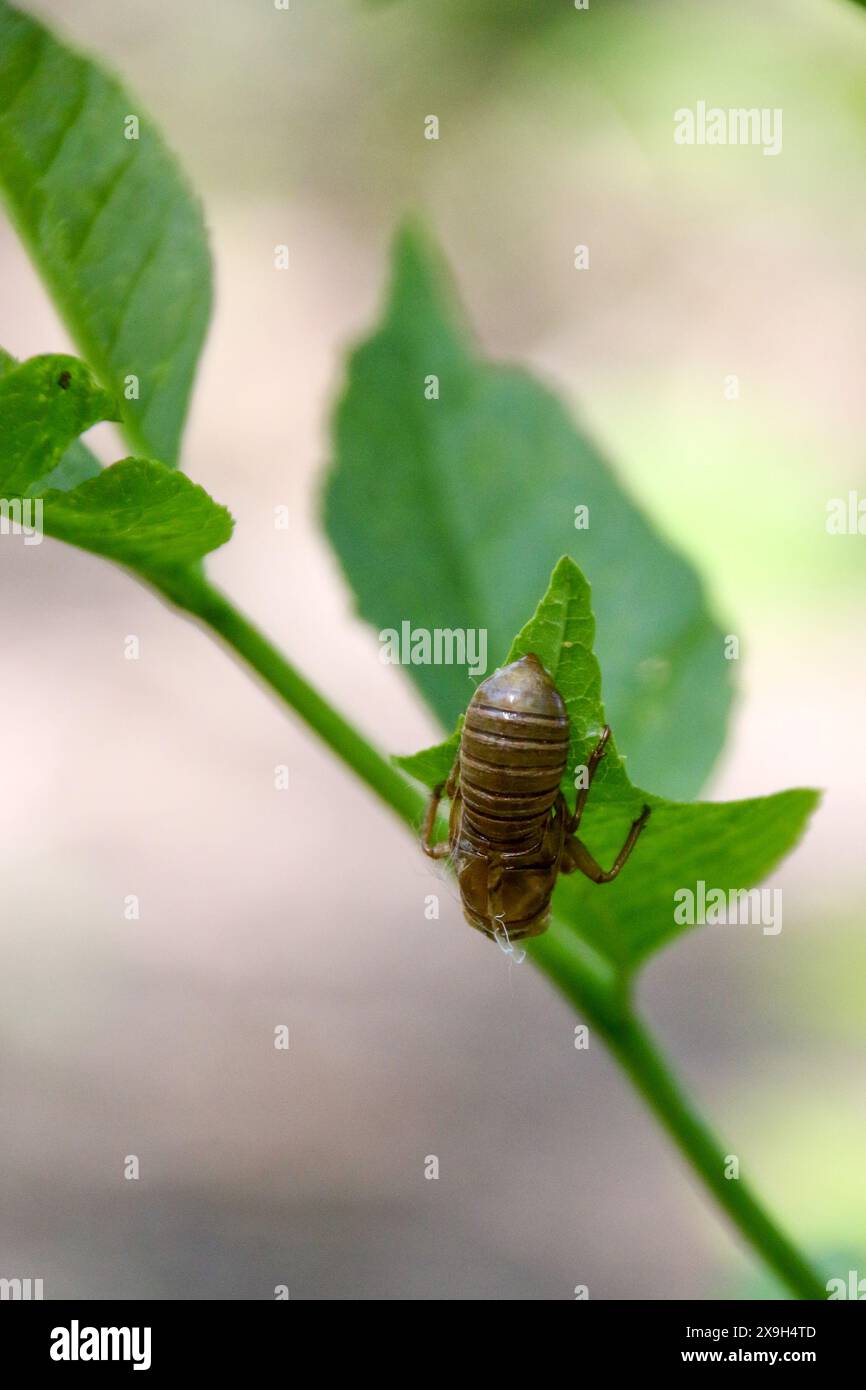 The 17-year cicada Brood XIII emerges in the Dunning-Read Conservation ...
