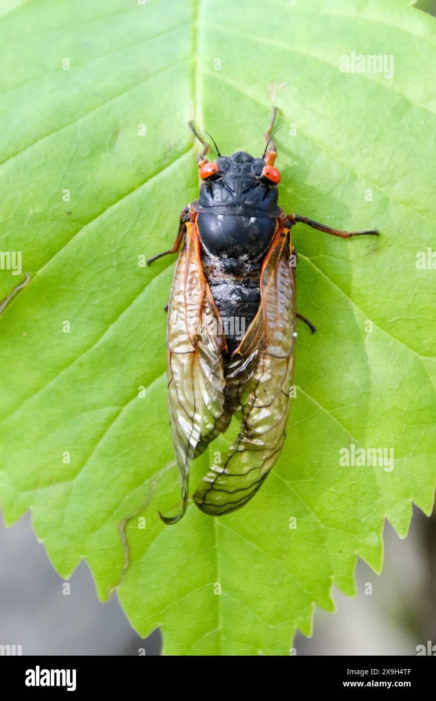 The 17-year cicada Brood XIII emerges in the Dunning-Read Conservation ...