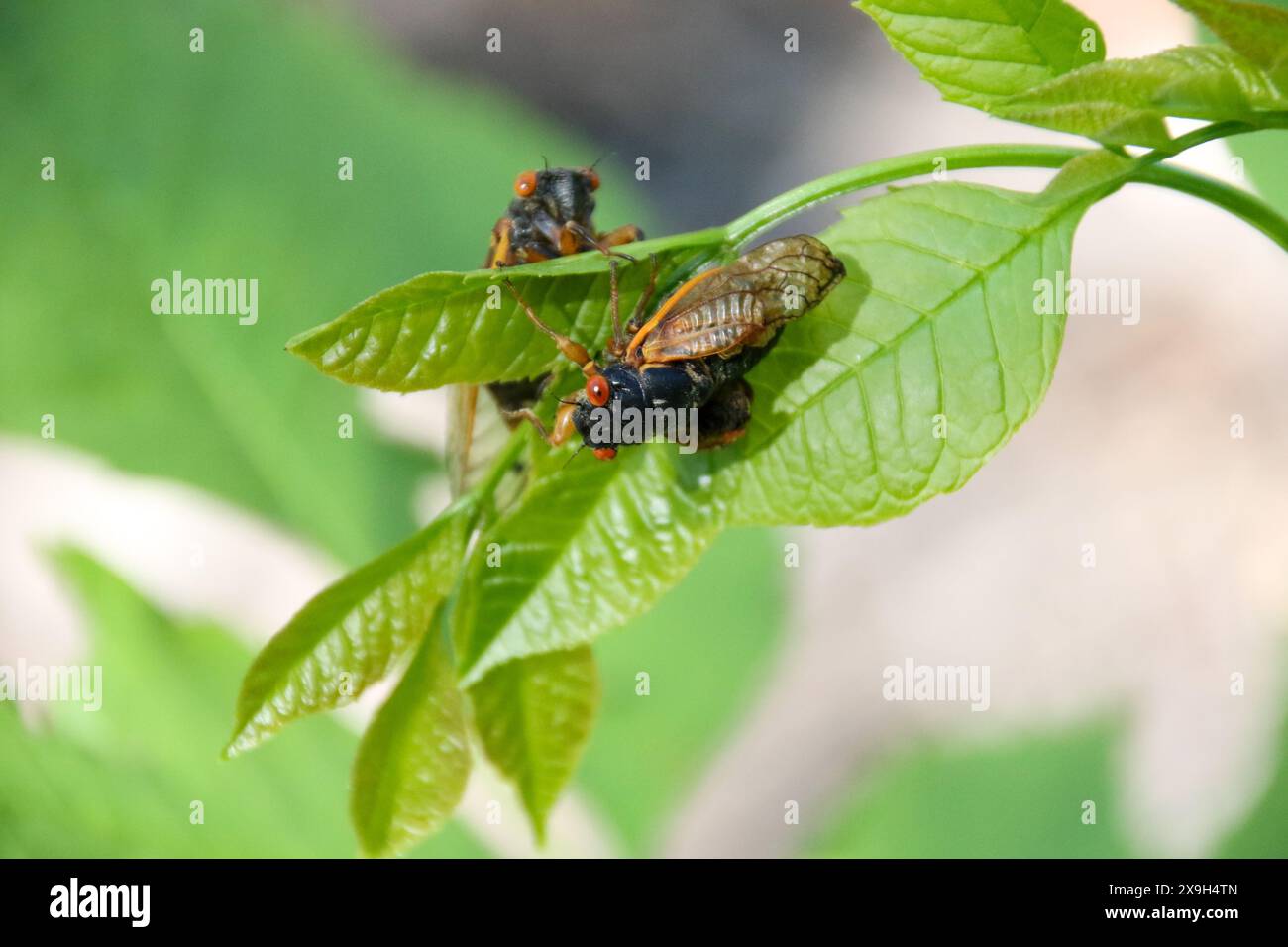 The 17-year cicada Brood XIII emerges in the Dunning-Read Conservation ...