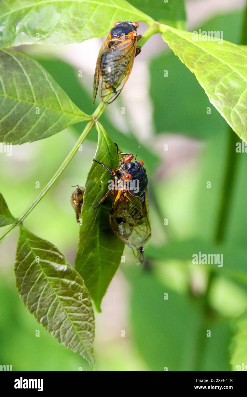 The 17-year cicada Brood XIII emerges in the Dunning-Read Conservation ...