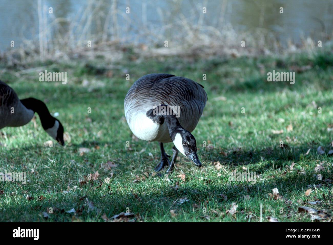 Geese ducks on lawn hi-res stock photography and images - Alamy