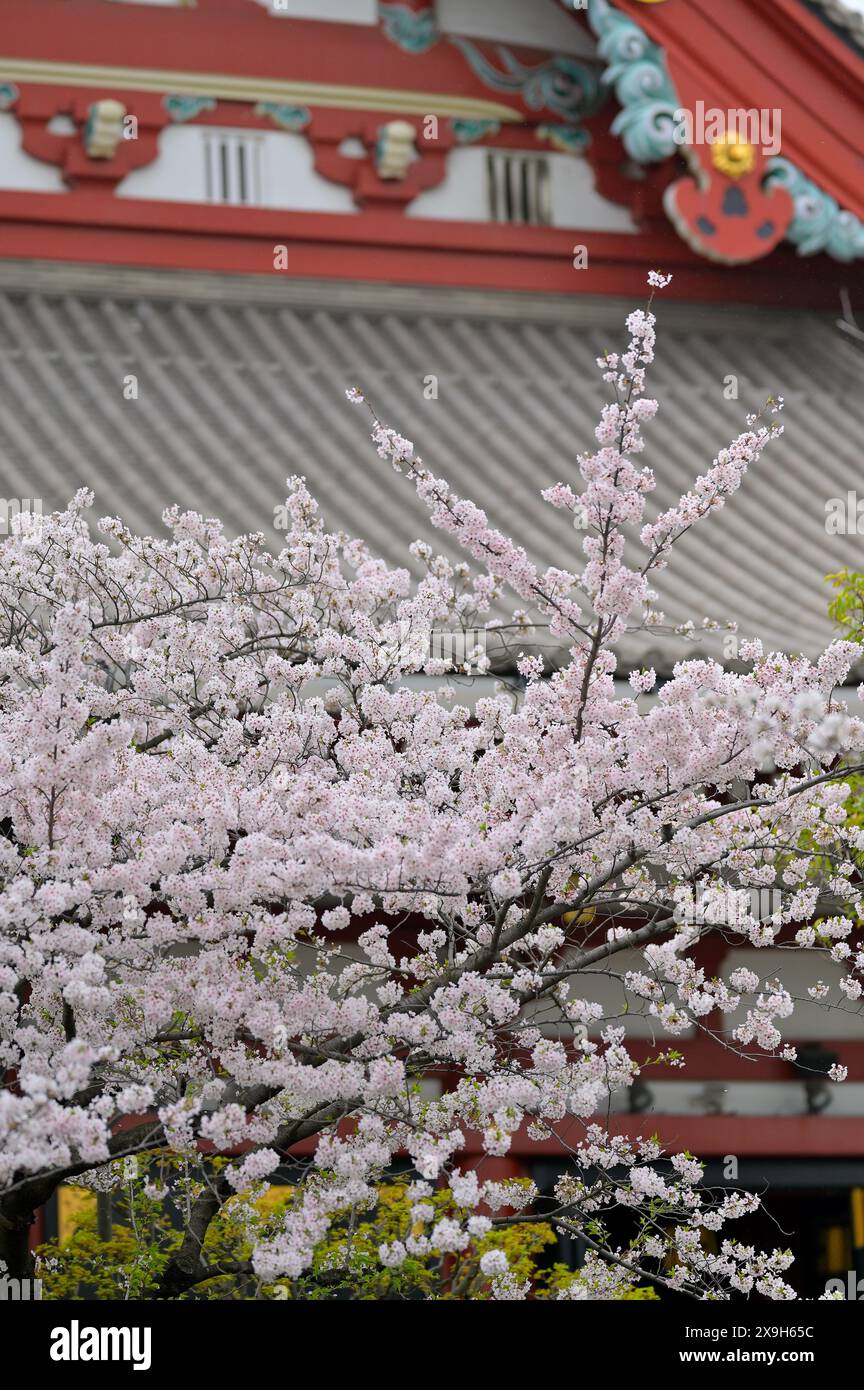 The scenic precinct of the Sensoji Temple in Asakusa during the cherry ...