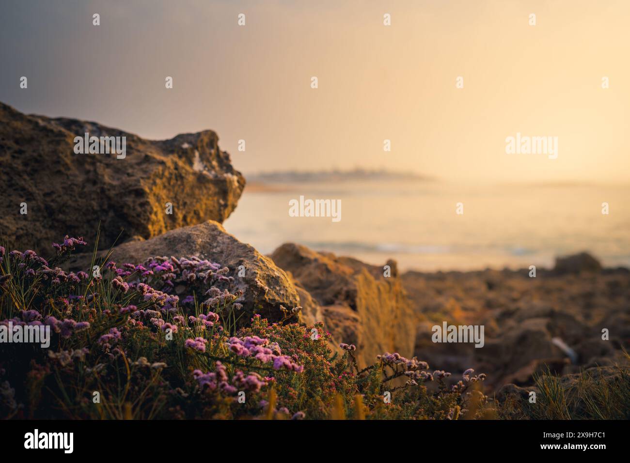 a cluster of purple sea lavender flowers growing on rocky cliffs next ...