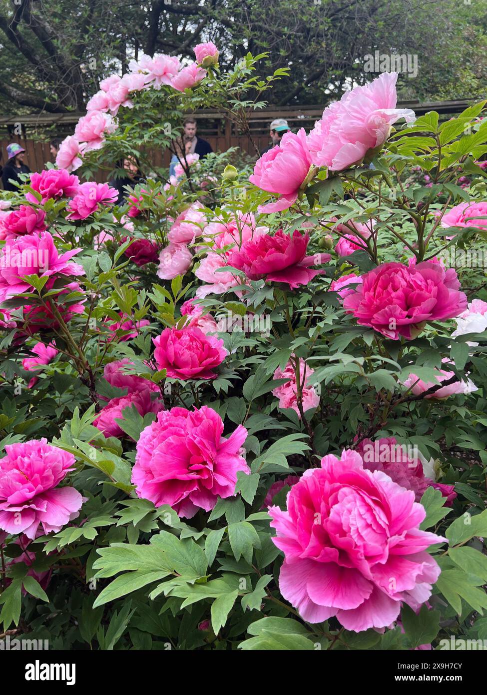 Large Japanese Peonies at the Brooklyn Botanic Garden in Brooklyn, New ...