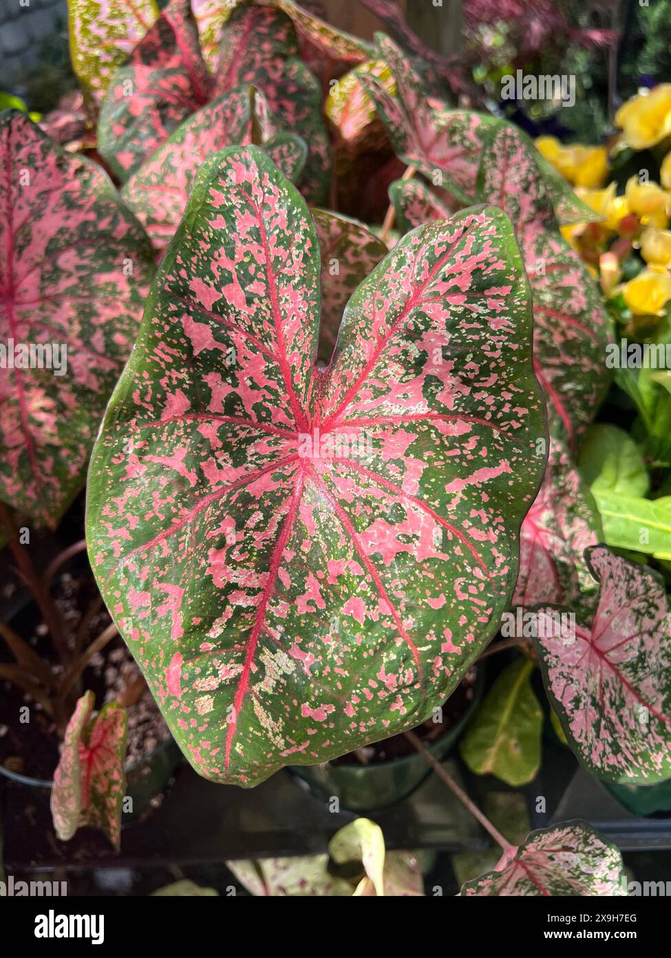 Caladium is a genus of flowering plants in the family Araceae. They are ...