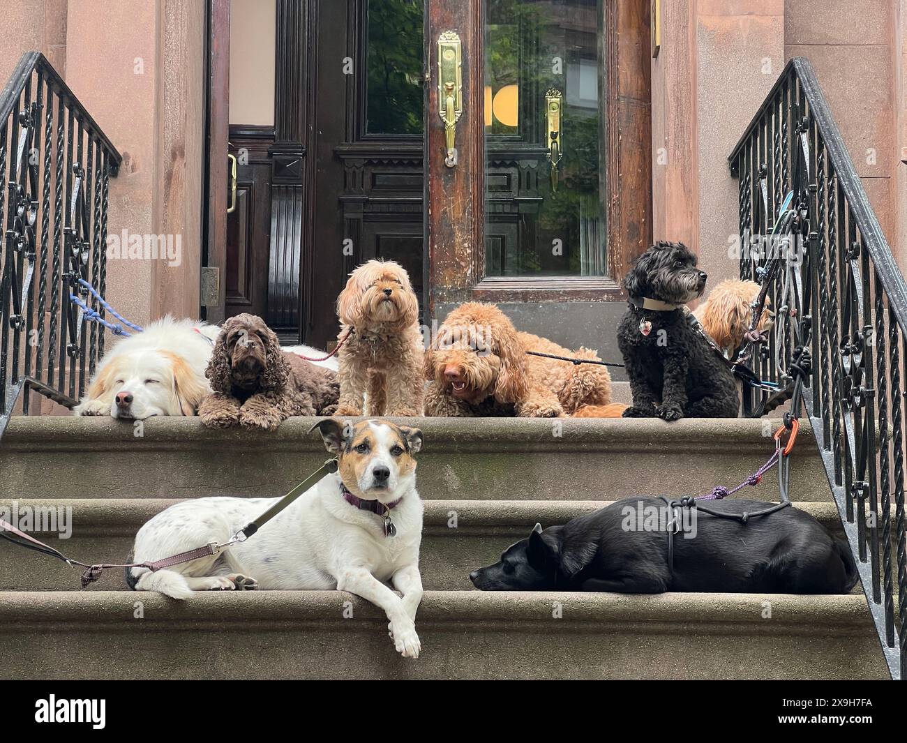 Dogs wait patiently on the steps of a brownstone for their dog walker ...