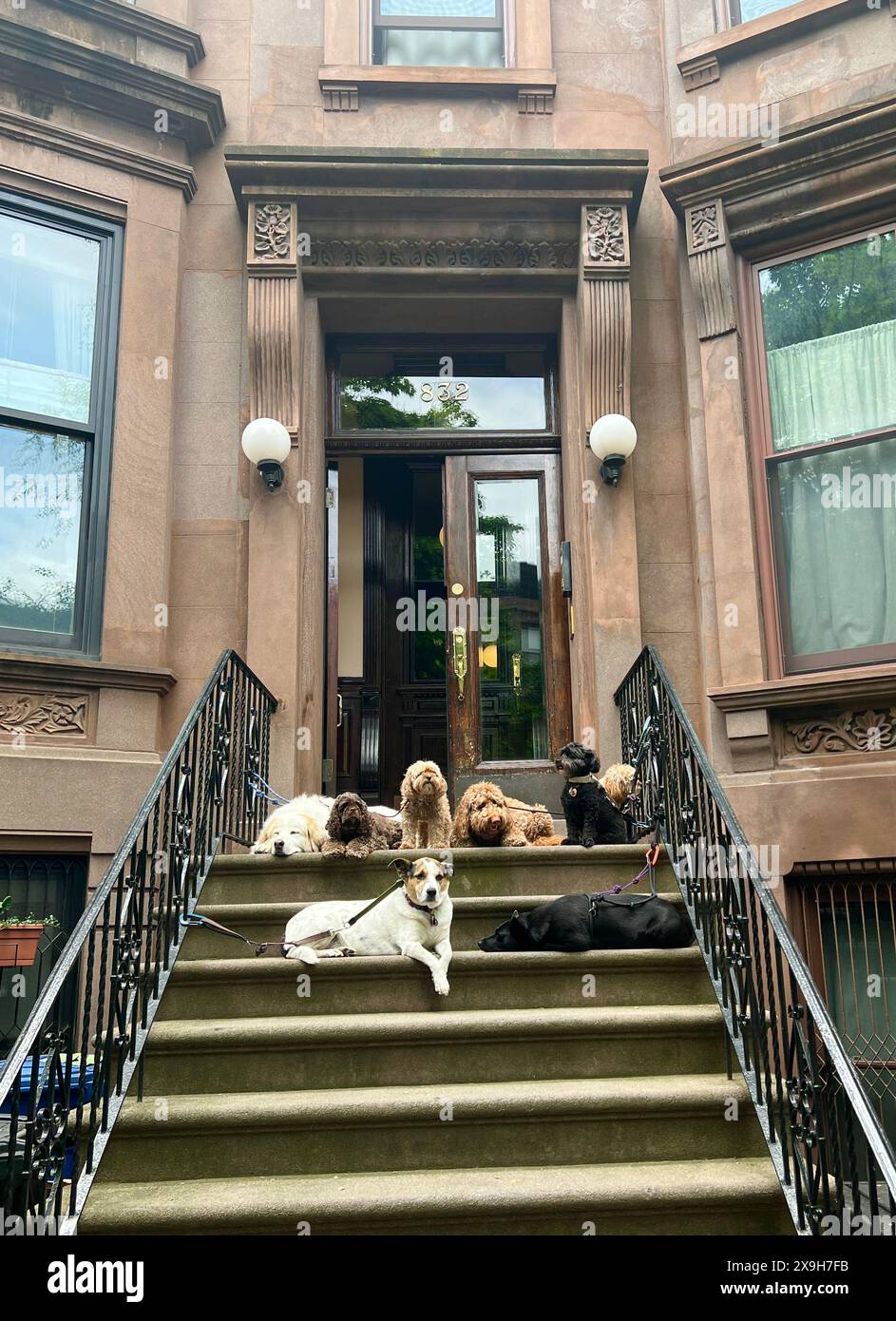 Dogs wait patiently on the steps of a brownstone for their dog walker ...