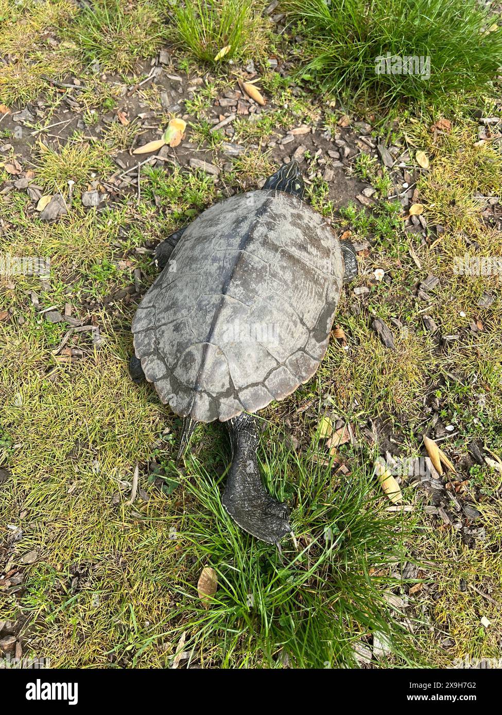 Wandering turtle seen near the lake at Prospect Park, Brooklyn, New ...