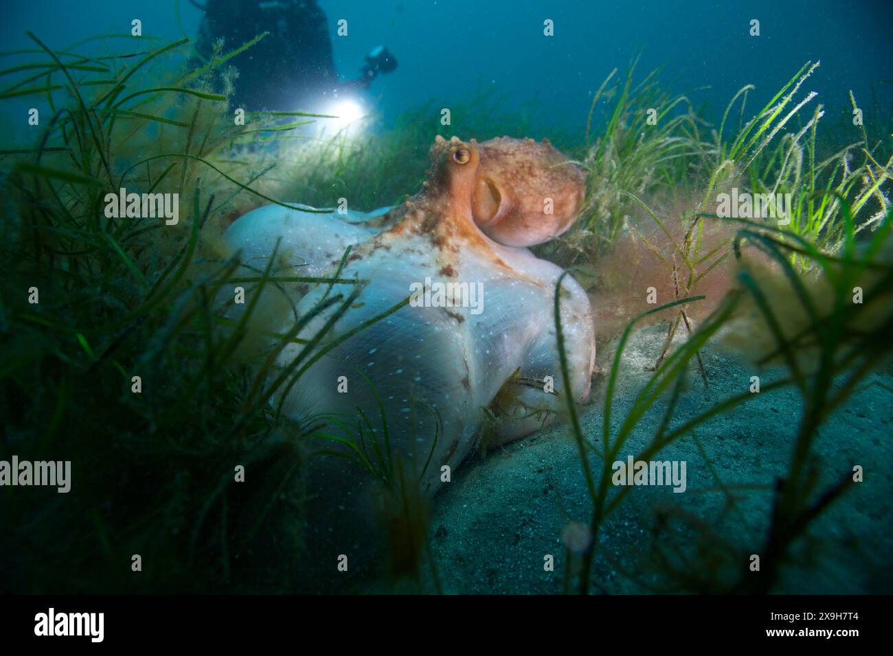 Octopus hunting for food on sand reef Stock Photo - Alamy