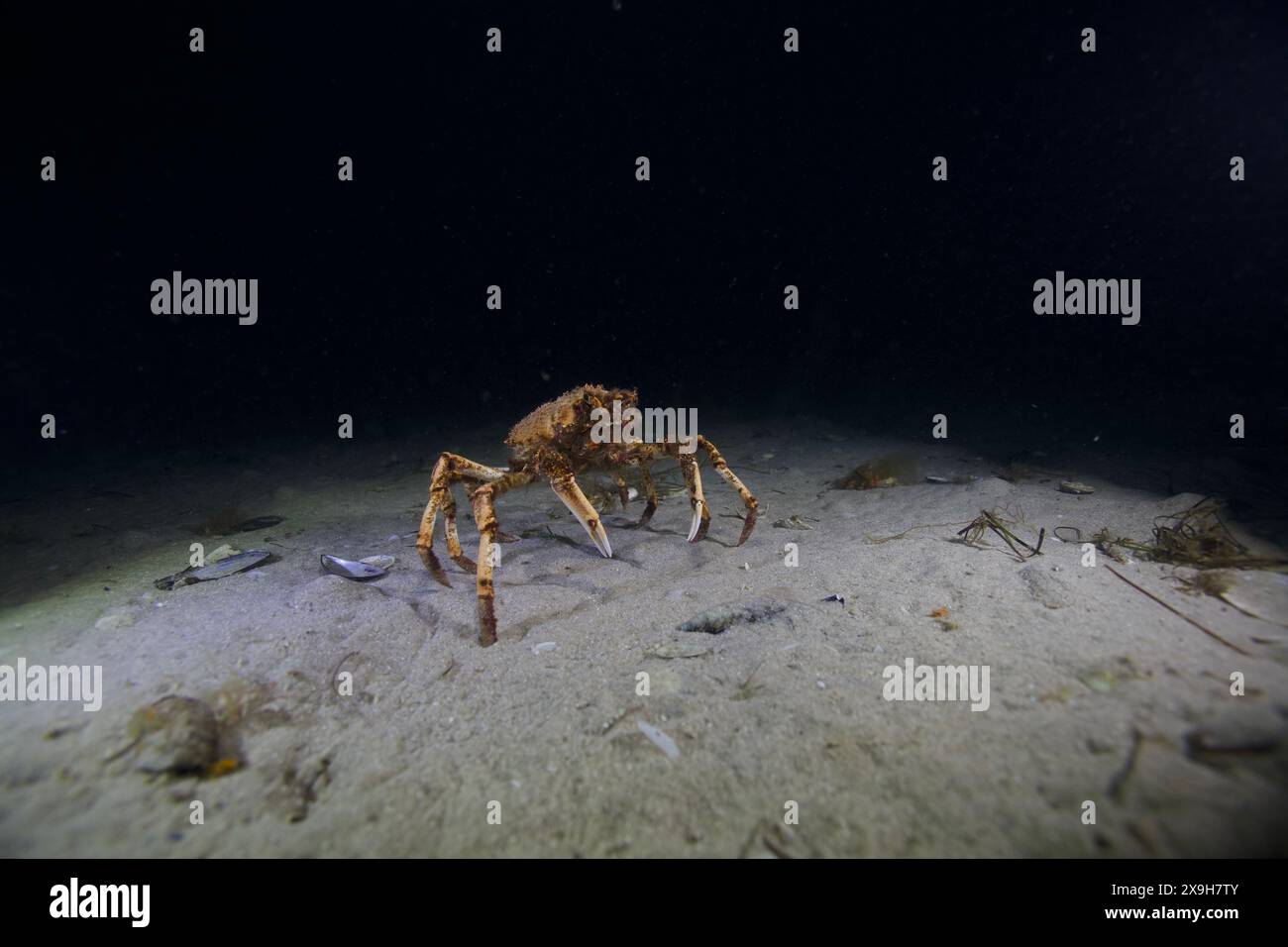 Spider crab marching through the ocean floor during its annual ...