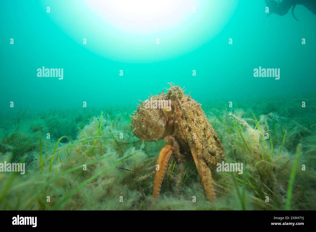 Octopus ink hi-res stock photography and images - Alamy