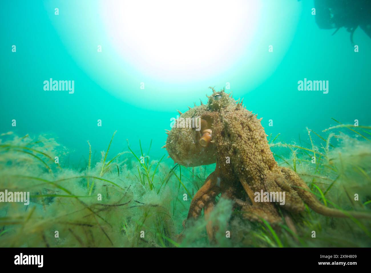Octopus hunting for food on sand reef Stock Photo - Alamy