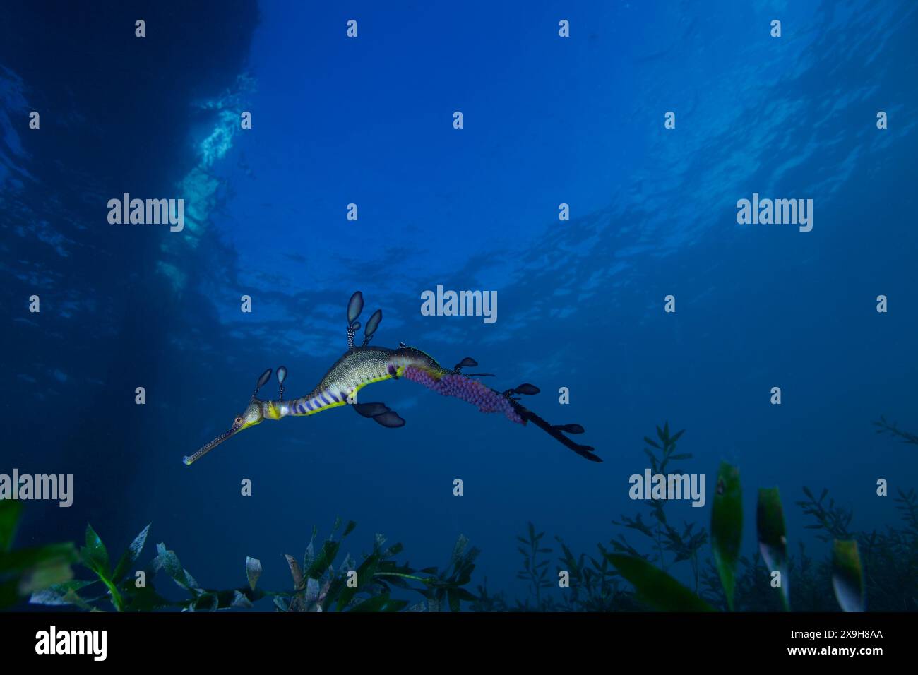Weedy sea dragon swimming through the water under a pier Stock Photo ...