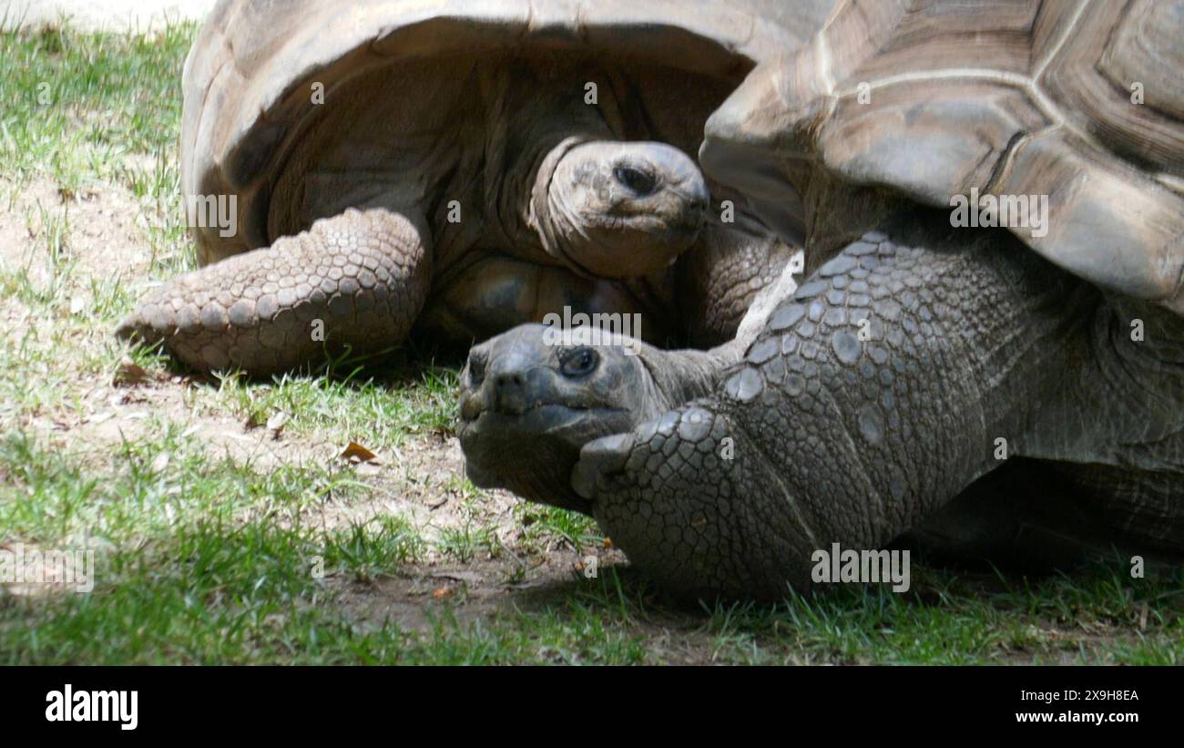 Los Angeles, California, USA 28th May 2024 Aldabra Tortoises at LA Zoo ...