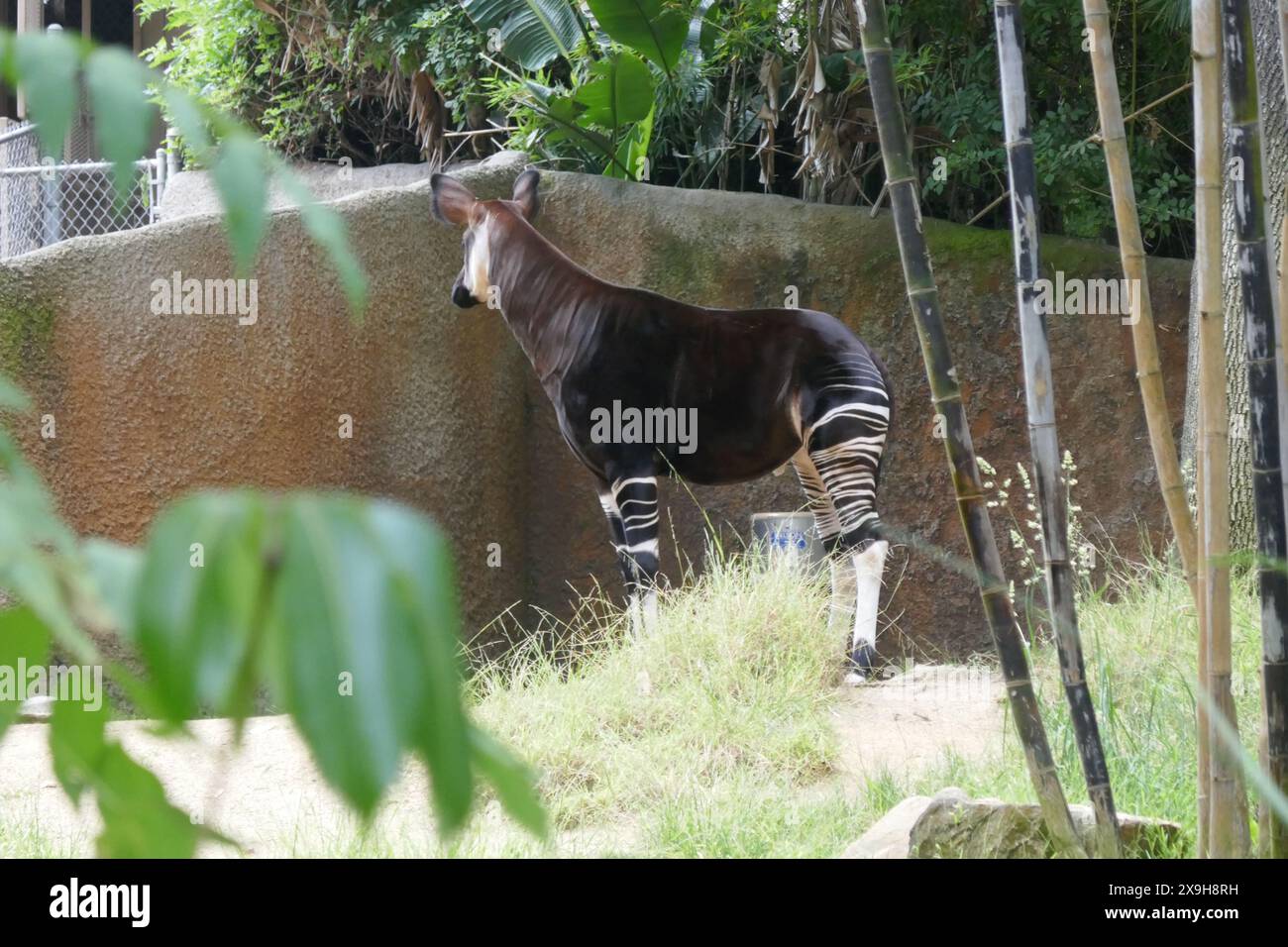 Los Angeles, California, USA 28th May 2024 Okapi at LA Zoo on May 28, 2024 in Los Angeles ...