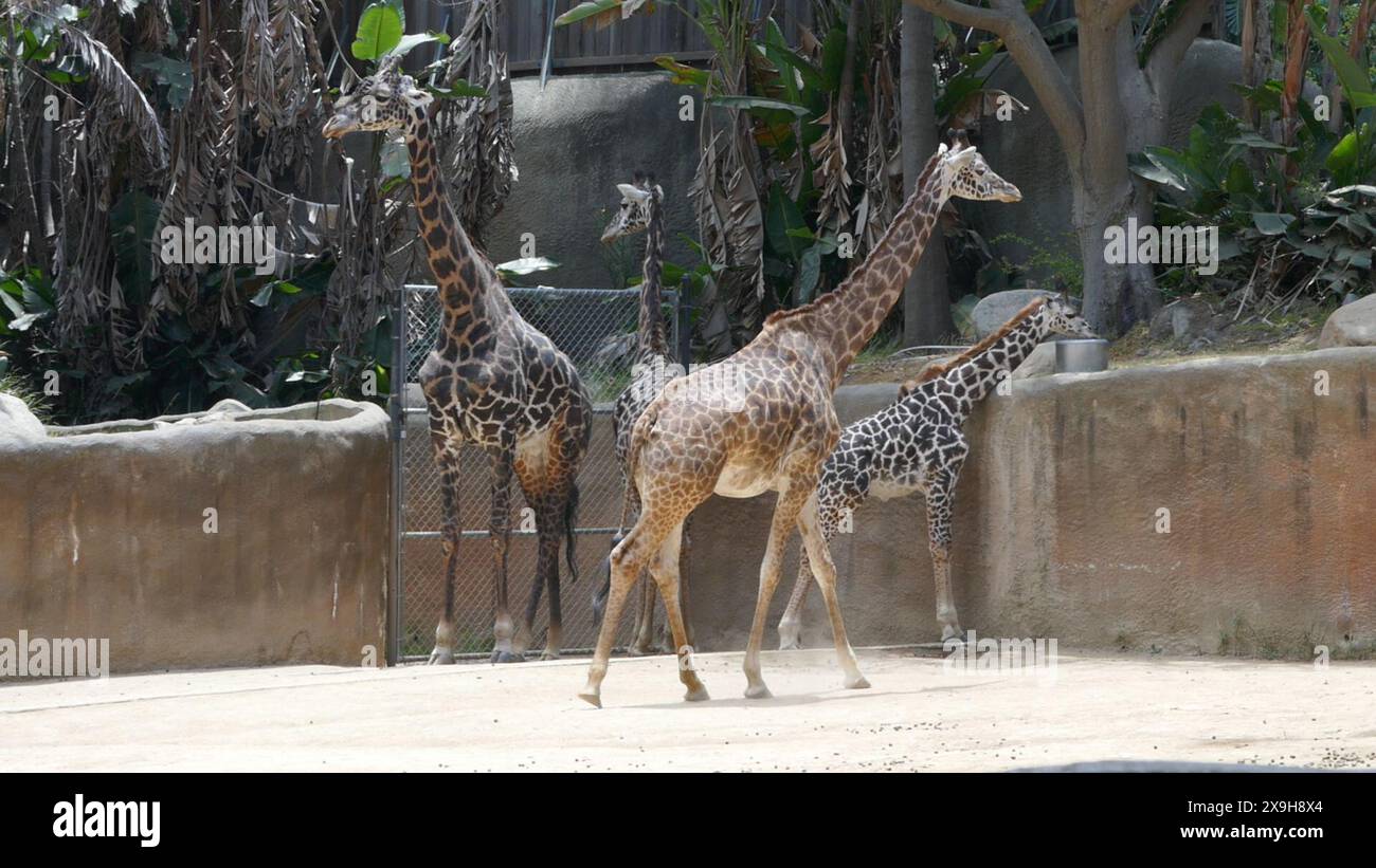 Los Angeles, California, USA 28th May 2024 Maasai Giraffes, Masai ...