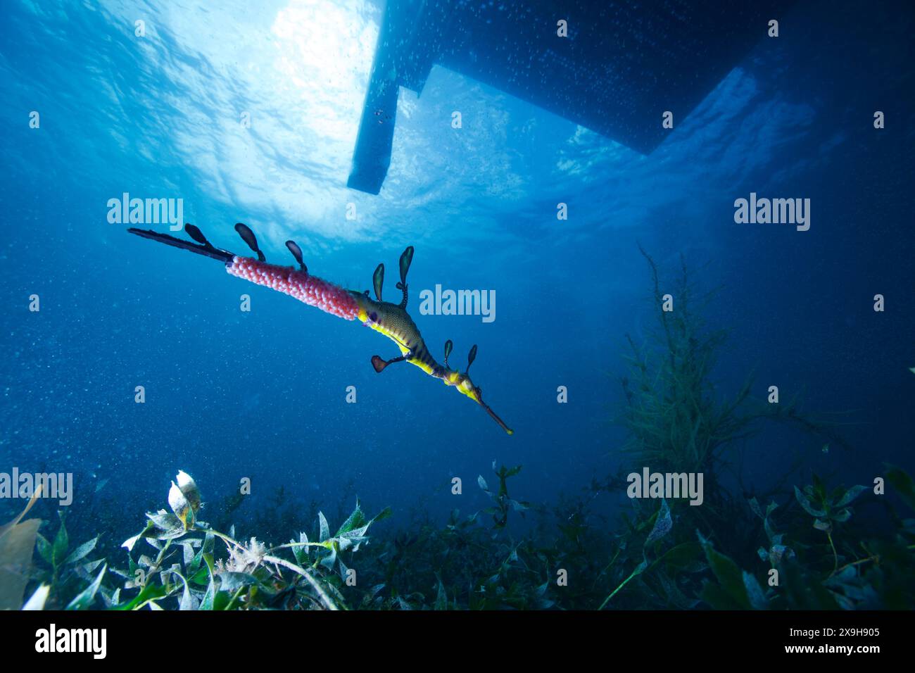 Weedy sea dragon swimming through the water under a pier Stock Photo ...