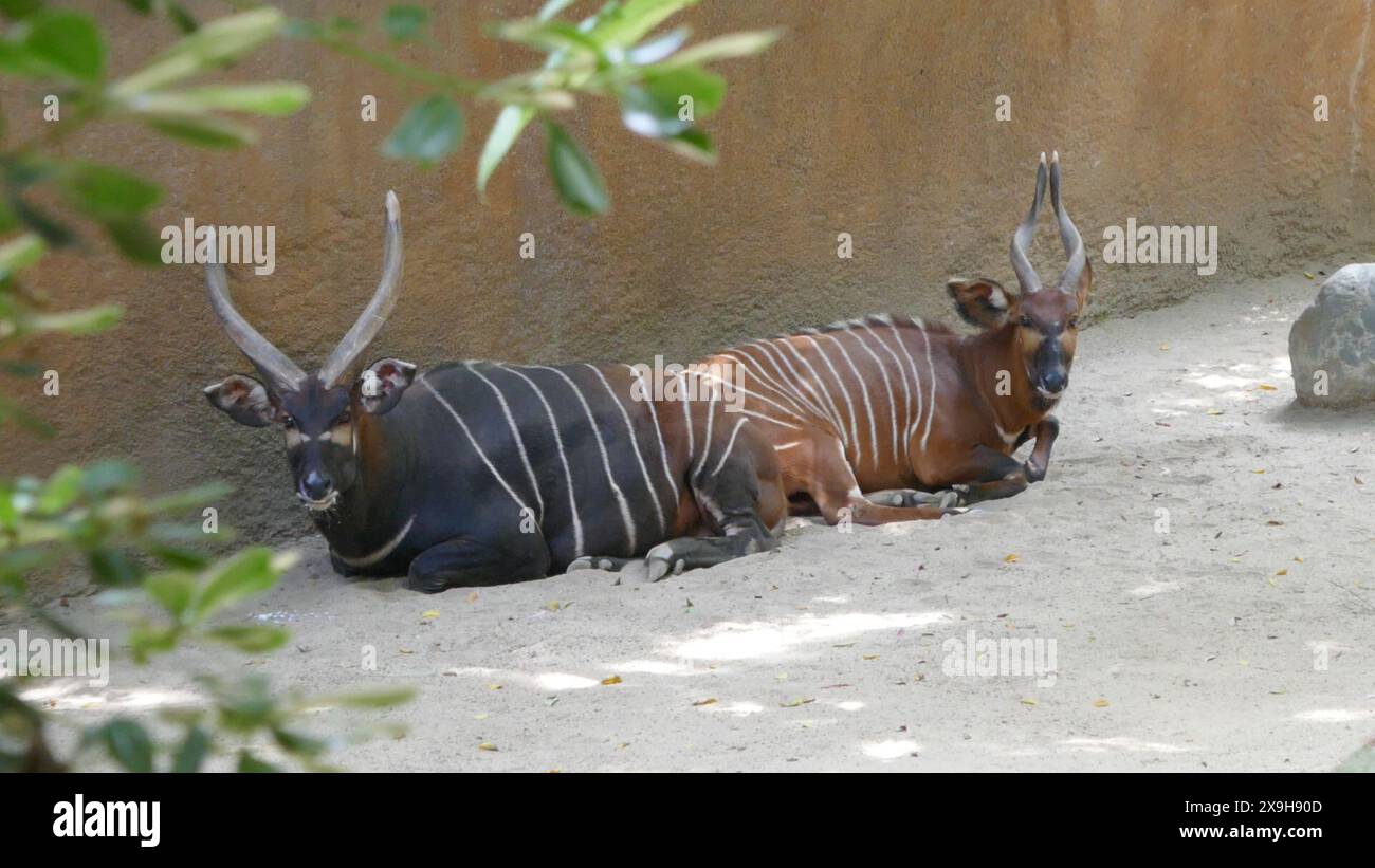 Los Angeles, California, USA 28th May 2024 Mountain Bongos at LA Zoo on ...