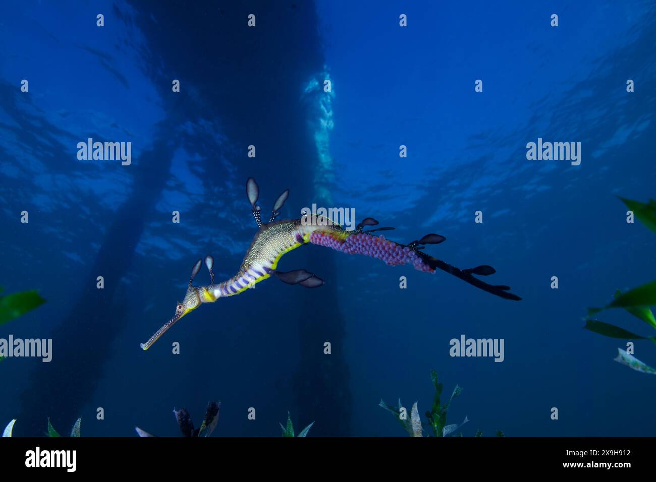 Weedy sea dragon swimming through the water under a pier Stock Photo ...