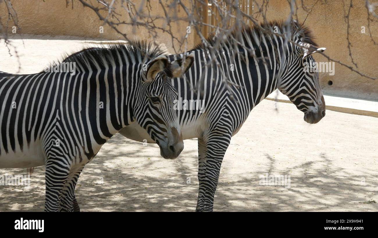 Los Angeles, California, USA 28th May 2024 GrevyÕs Zebras at LA Zoo on ...