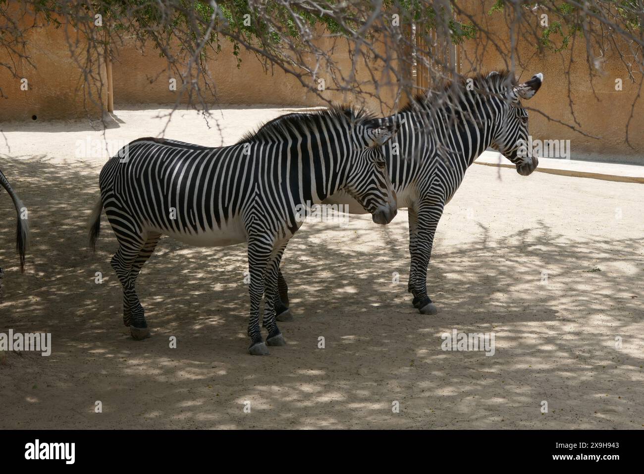 Los Angeles, California, USA 28th May 2024 GrevyÕs Zebras at LA Zoo on ...
