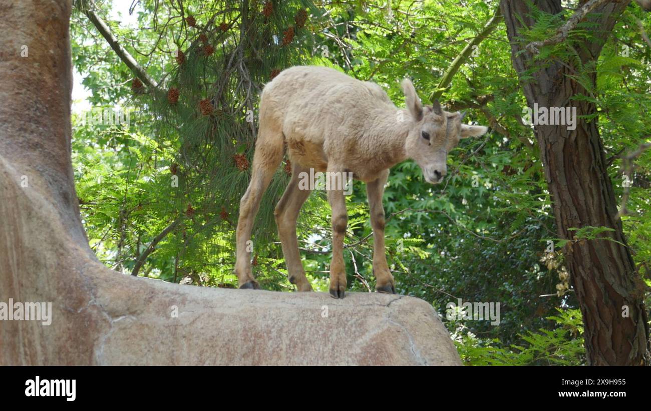 Los Angeles, California, USA 28th May 2024 Desert Bighorn Sheep at LA ...