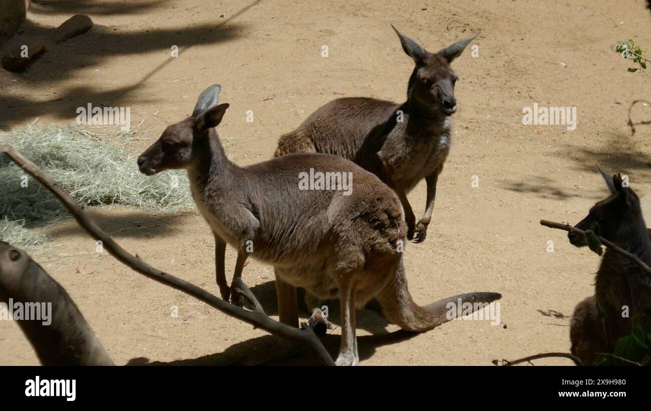 Los Angeles, California, USA 28th May 2024 Western Gray Kangaroos at LA ...