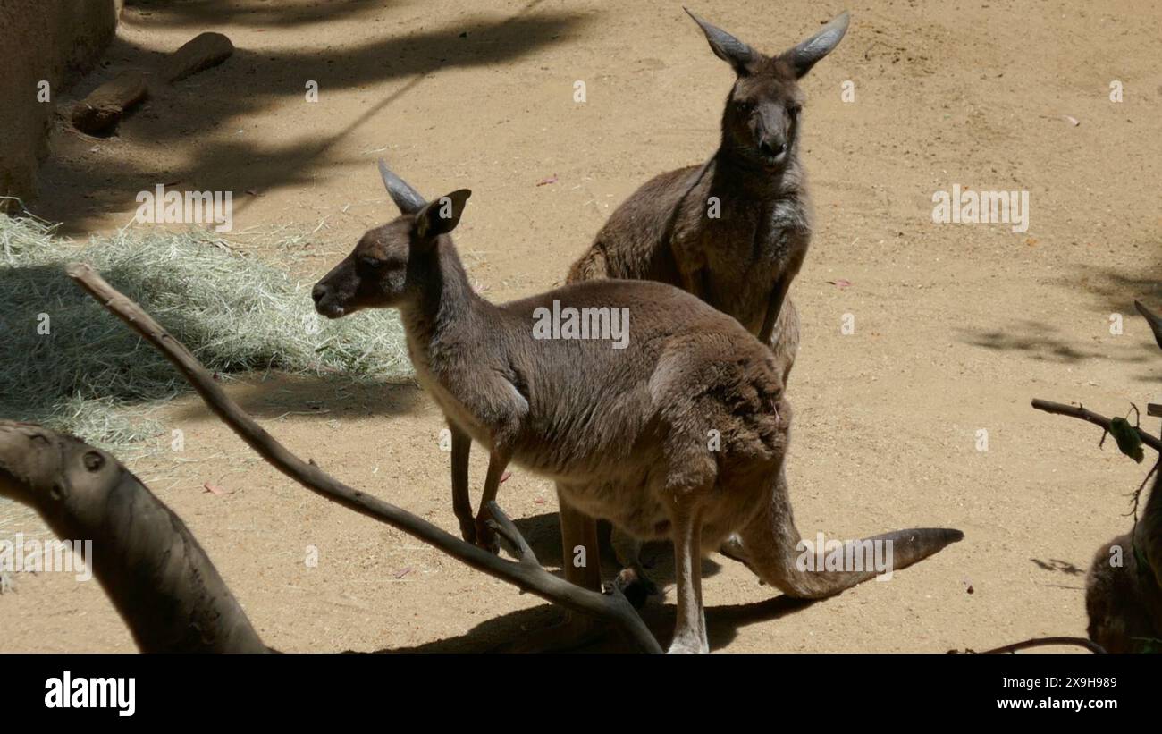 Los Angeles, California, USA 28th May 2024 Western Gray Kangaroos at LA ...