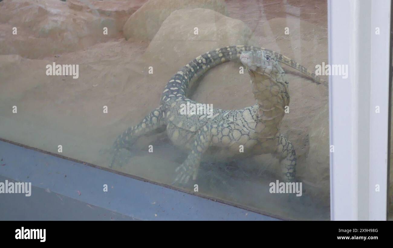 Los Angeles, California, USA 28th May 2024 Perente at LA Zoo on May 28 ...