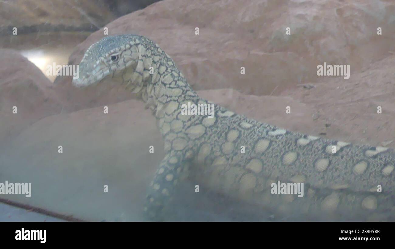 Los Angeles, California, USA 28th May 2024 Perente at LA Zoo on May 28 ...