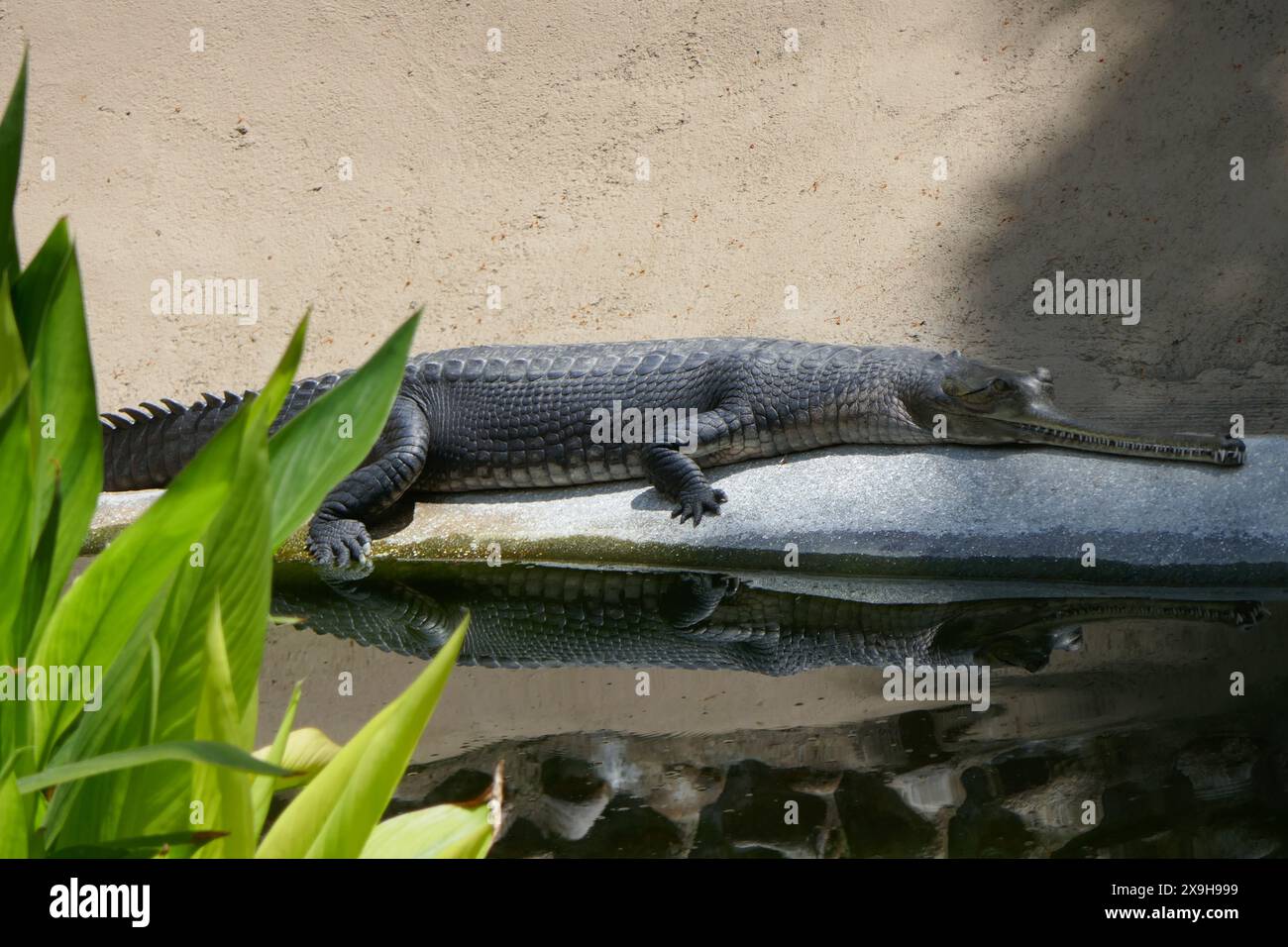 Los Angeles, California, USA 28th May 2024 Indian Gharial at LA Zoo on ...