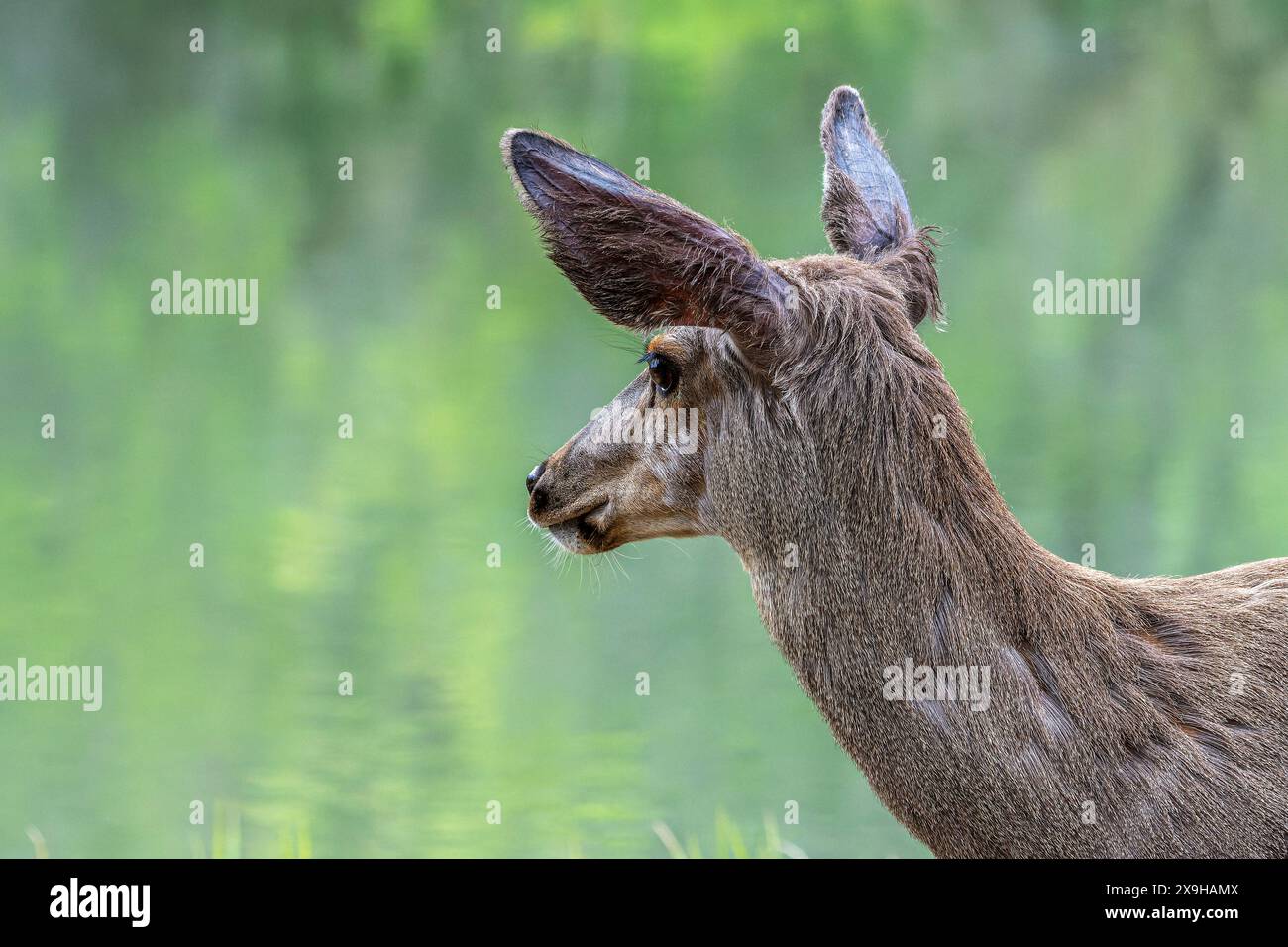 A mule deer looks across a clearing at the Inglewood Bird Sanctuary ...