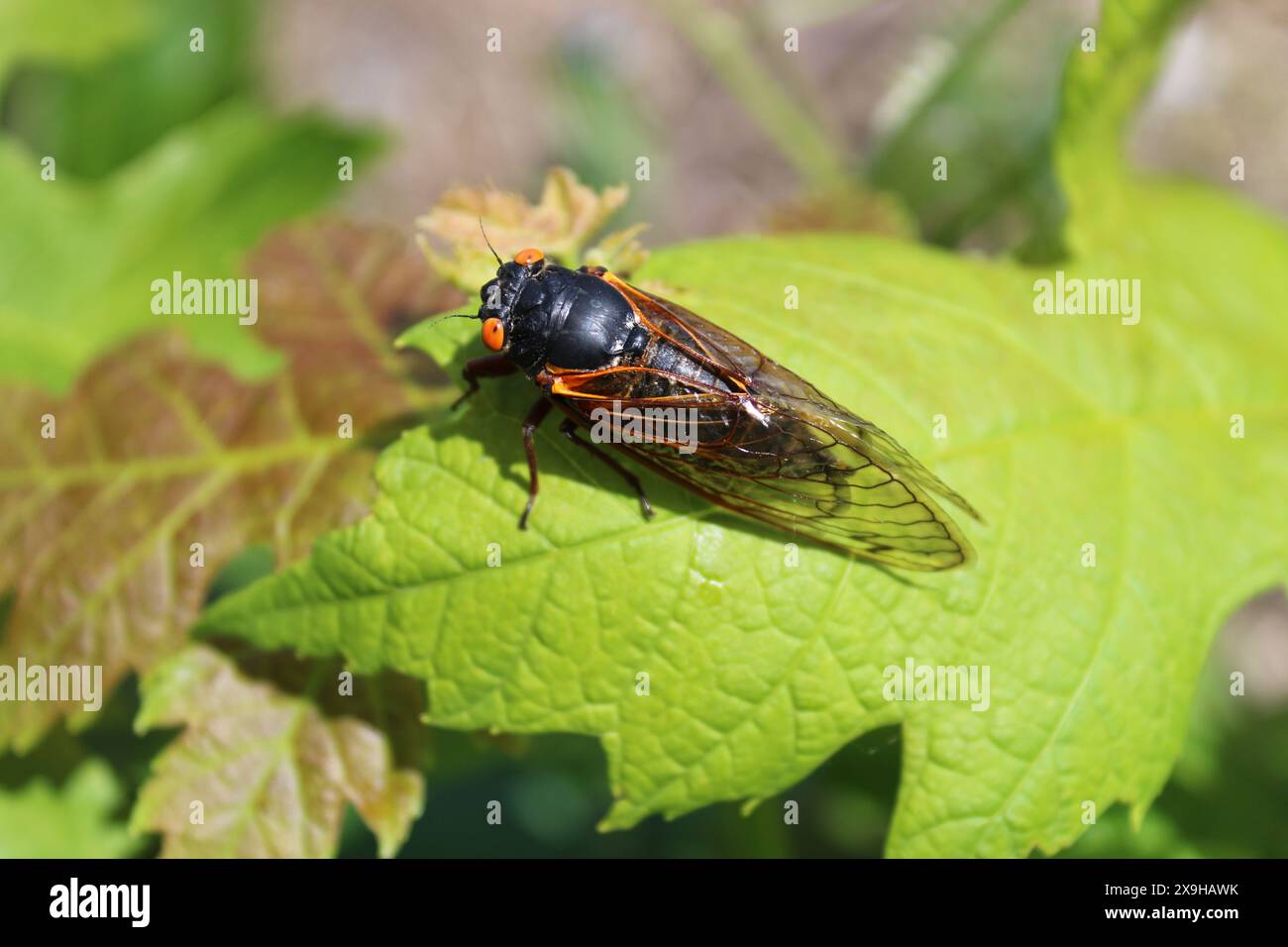 17 year cicadas hi-res stock photography and images - Alamy