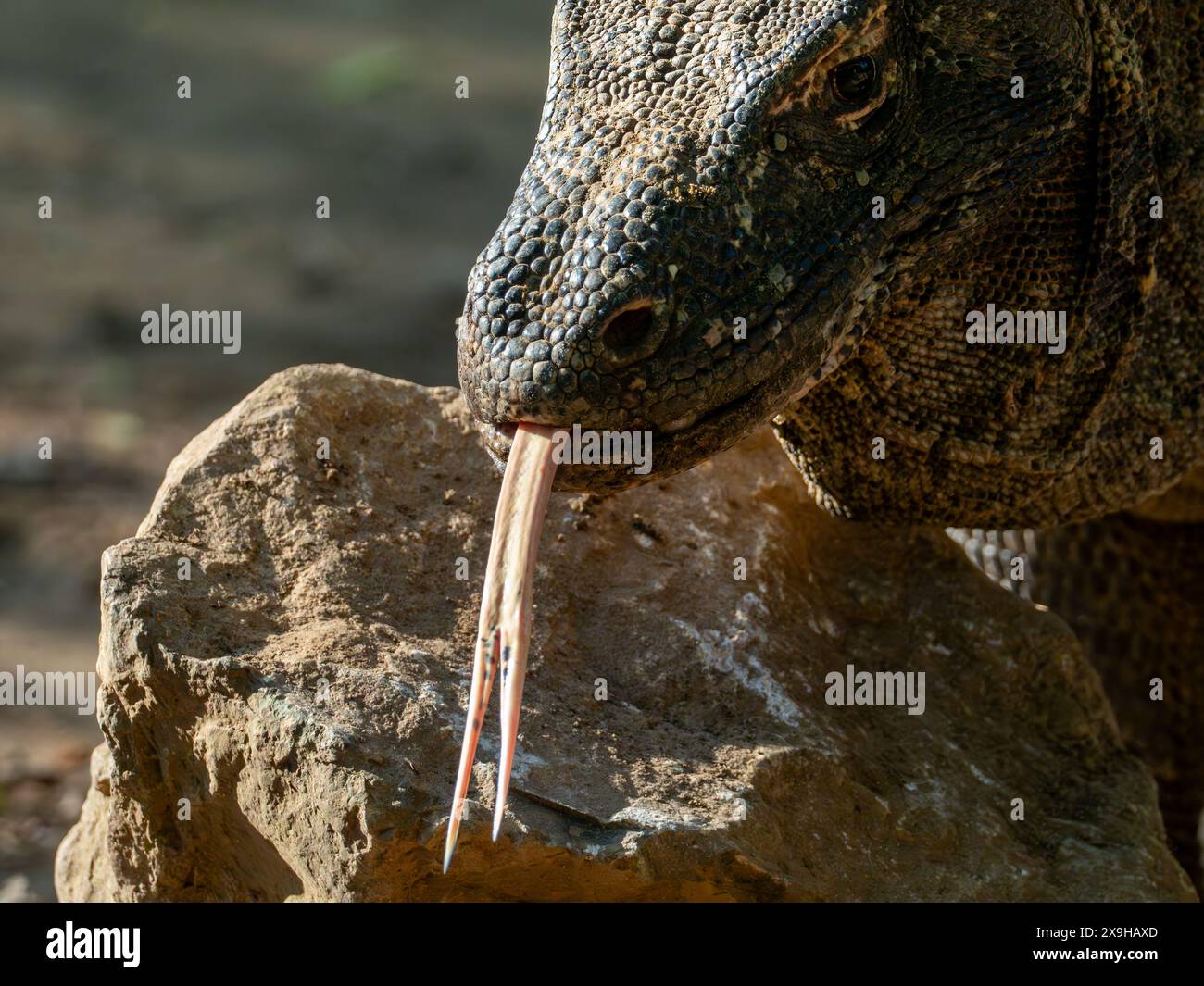 Komodo dragon, Varanus komodoensis, largest lizard on the planet in ...
