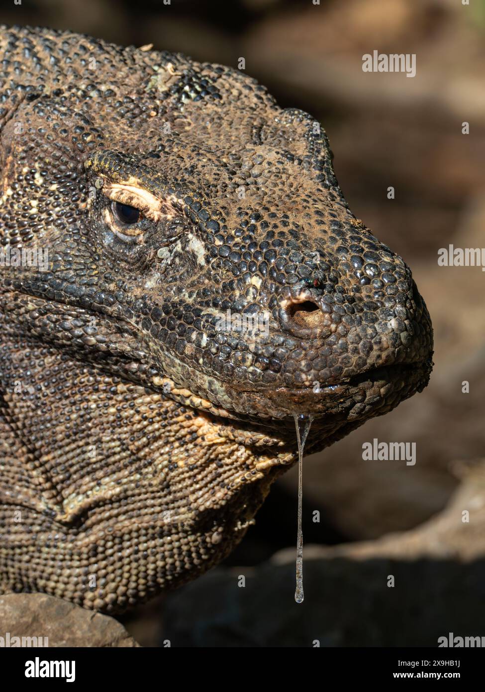 Komodo dragon, Varanus komodoensis, largest lizard on the planet in ...
