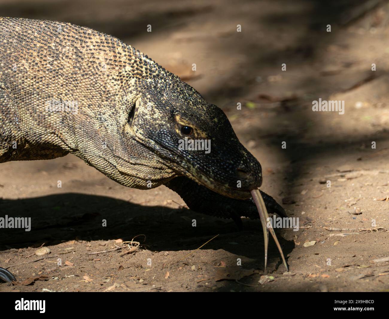 Komodo dragon, Varanus komodoensis, largest lizard on the planet in ...