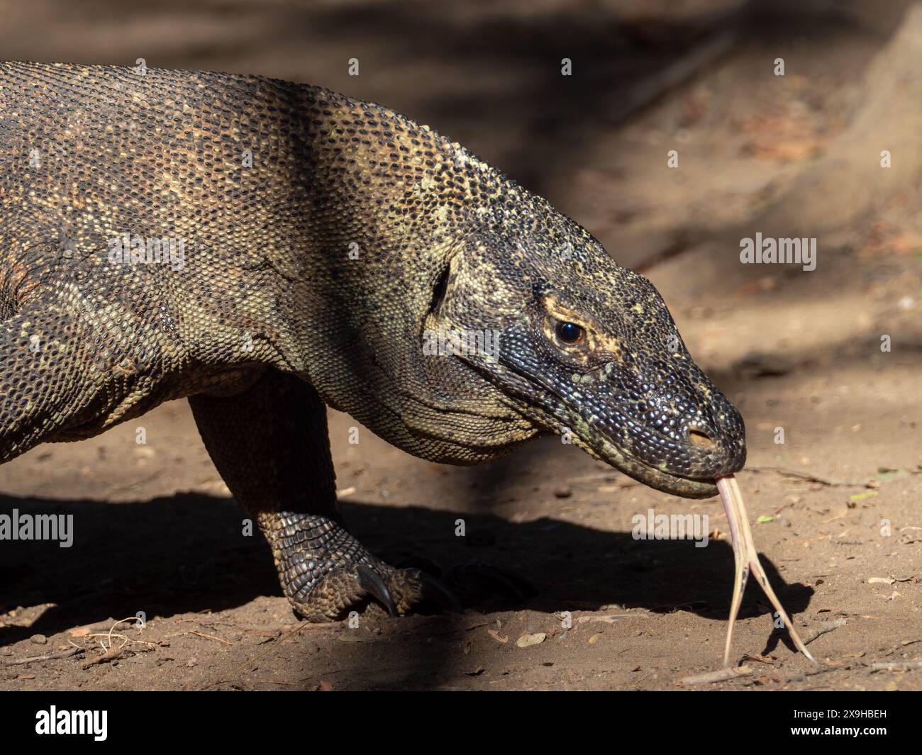 Komodo dragon, Varanus komodoensis, largest lizard on the planet in ...