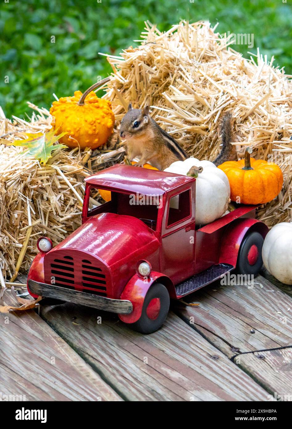active chipmunk rides in the back of a red pick up truck hauling fresh ...