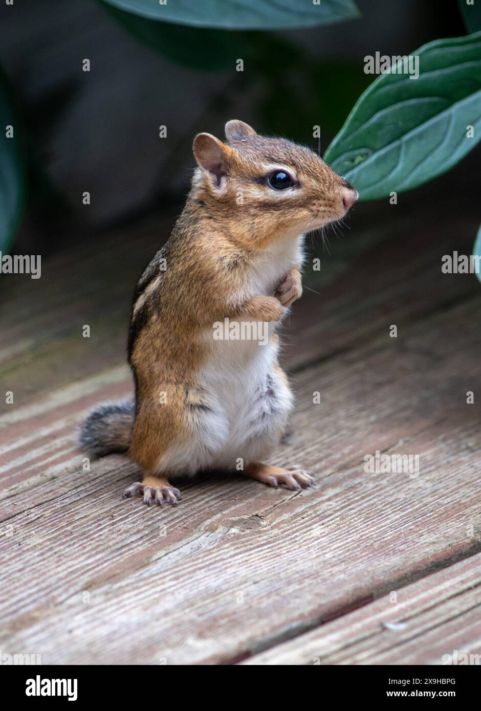 Legs and chipmunk hi-res stock photography and images - Alamy