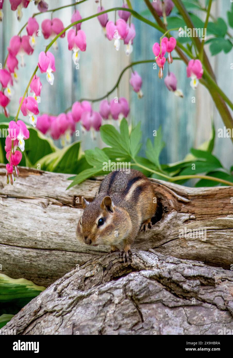Chubby chipmunk climbs out of a hollow log in this pretty spring garden ...