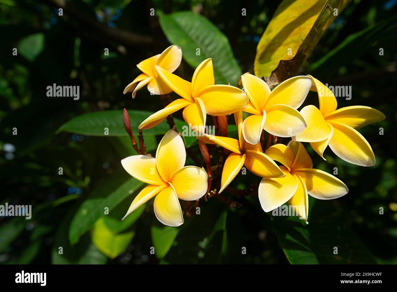 Pacific islands flowers hi-res stock photography and images - Alamy