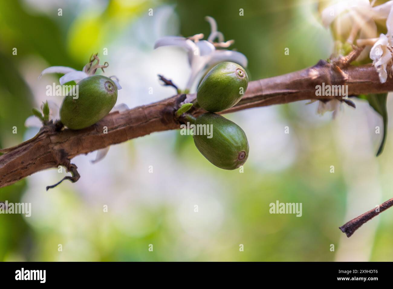 Plantation of arabica, bourbon, caturra and catuai coffee beans in ...