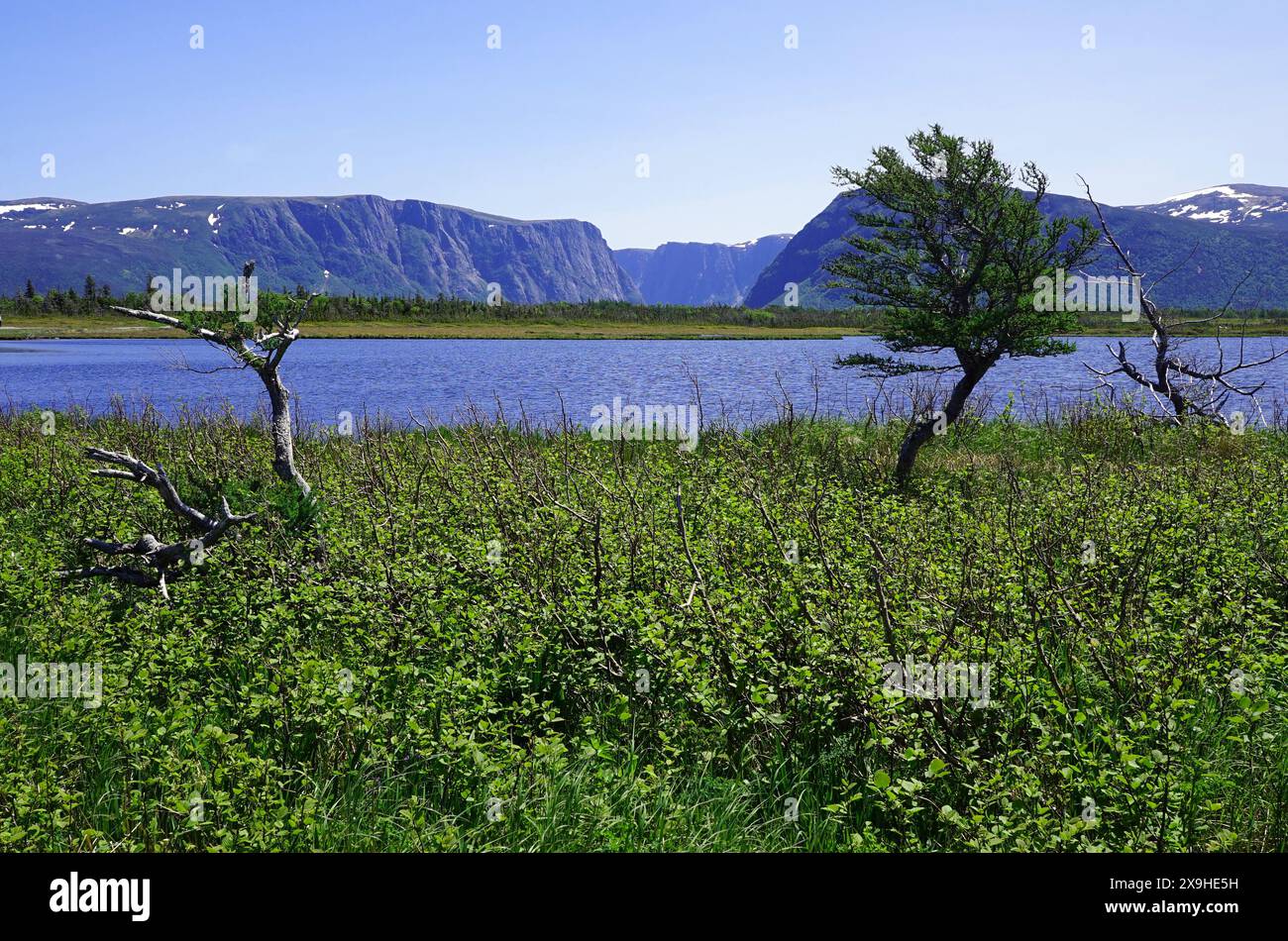 Wind swept tree amid grasslands with Western Brook Pond in the ...