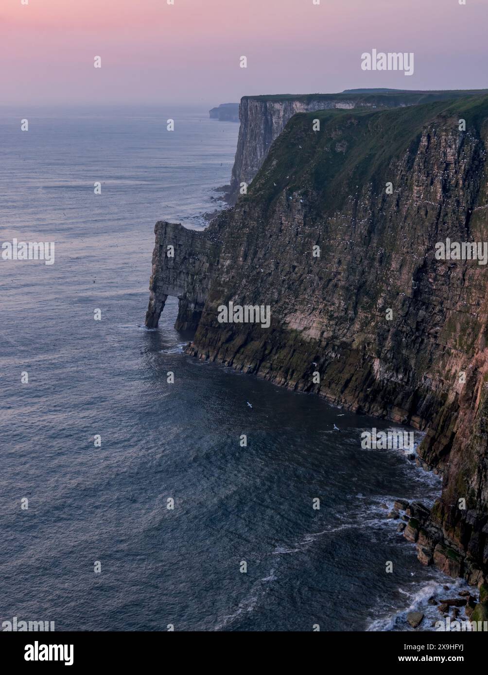 Sunrise at Bempton cliffs, East Yorkshire, UK Stock Photo - Alamy