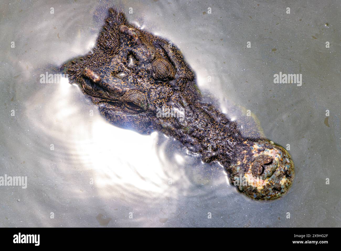 Crocodile head floating in water with sun reflection on surface, top ...