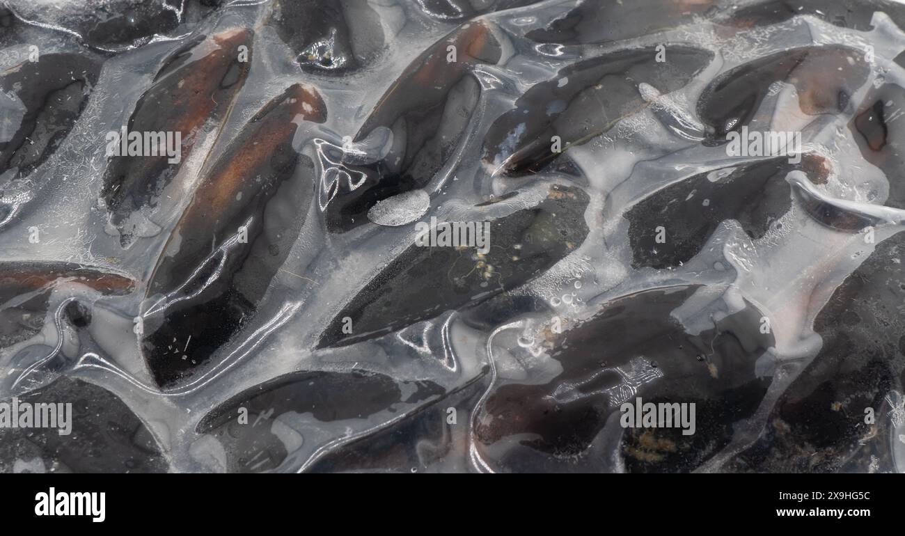 Vacuum packed whole shell mussels texture background. Frozen mussels ...