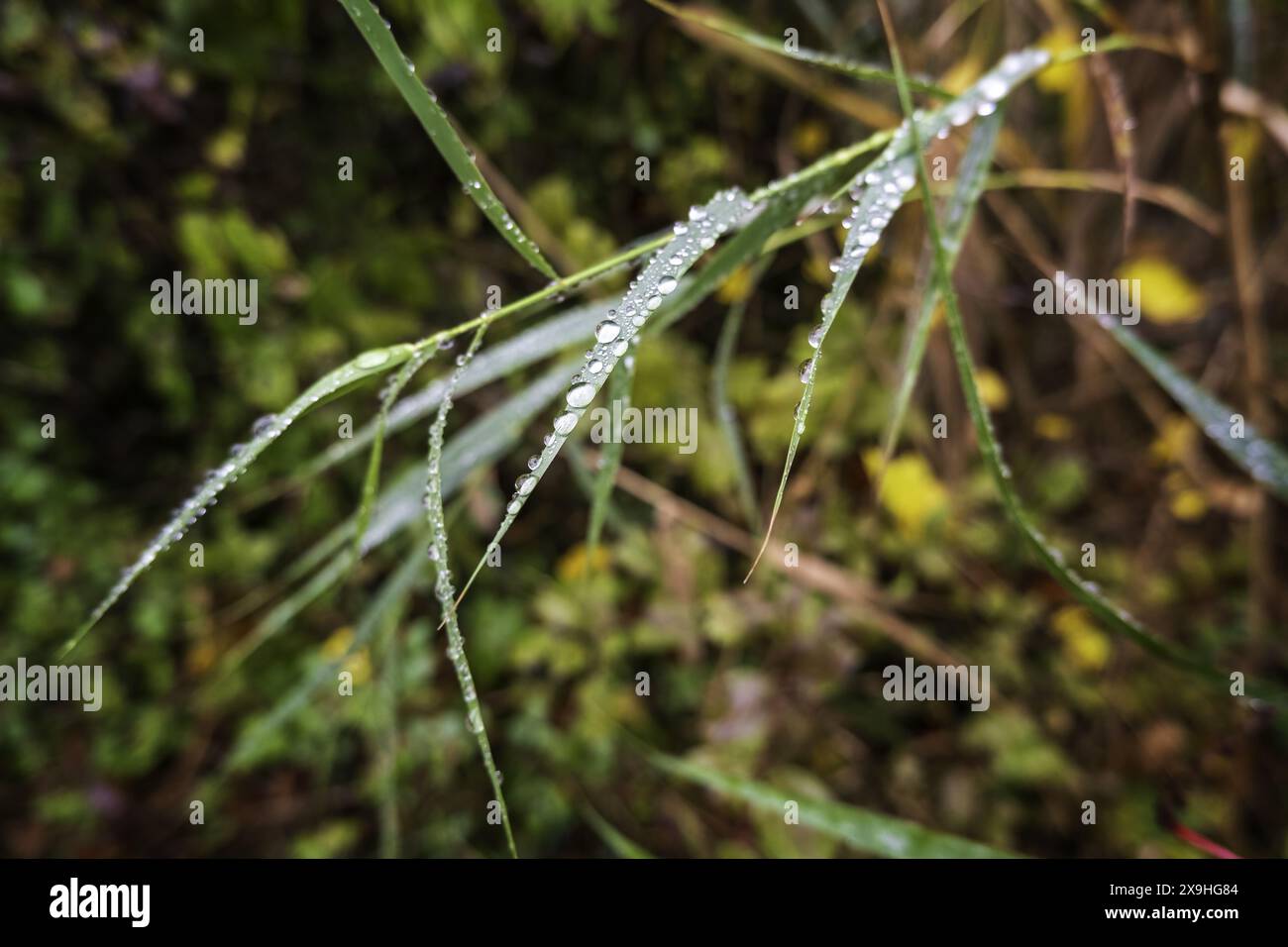 Detail of wild flowers in the field, cold rainy day Stock Photo - Alamy